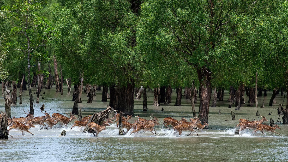 Ganga Sagar holds immense spiritual significance, especially during ...
